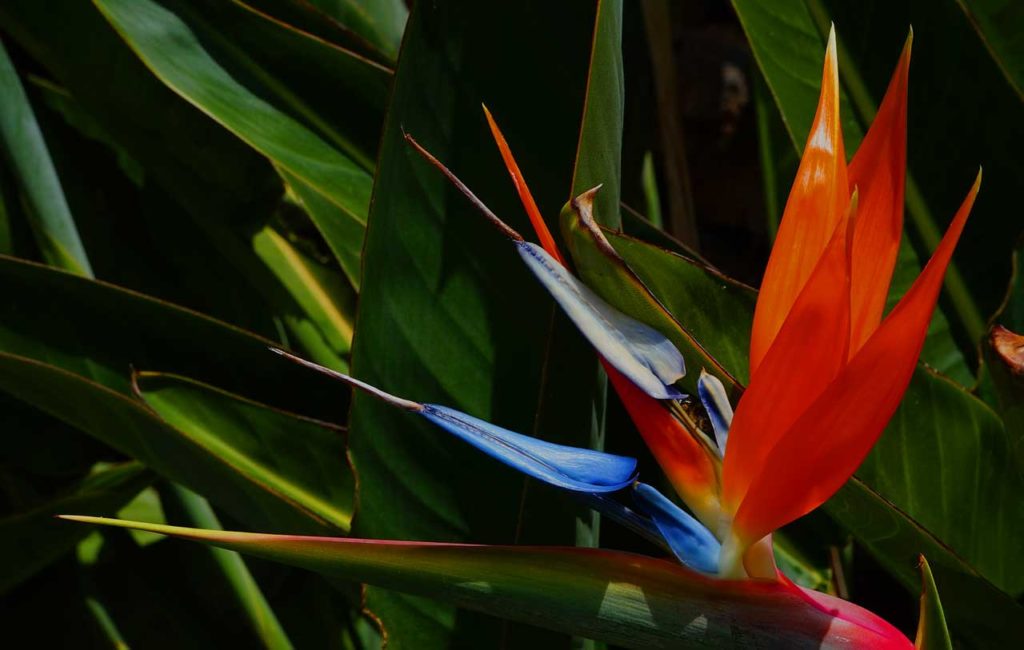 Strelitzien selber ziehen - Pflege und Vermehren der Paradiesvogelblume